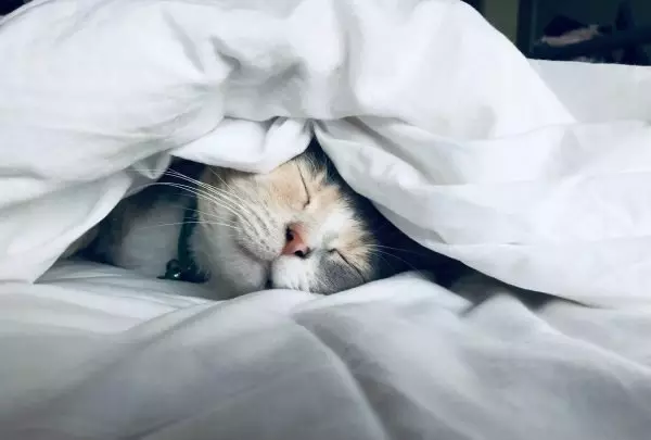 Kucing di bawah selimut