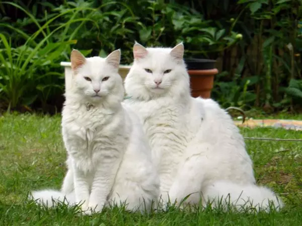 Білі кіт і кішка