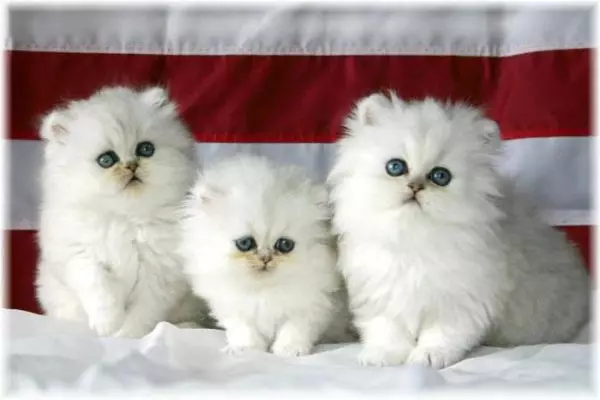 بچه گربه های سفید