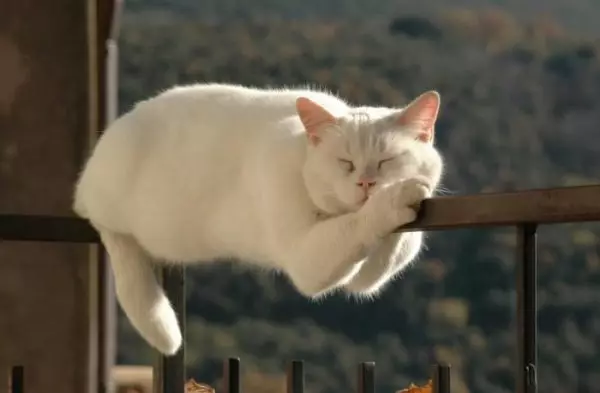 貓睡在欄杆上