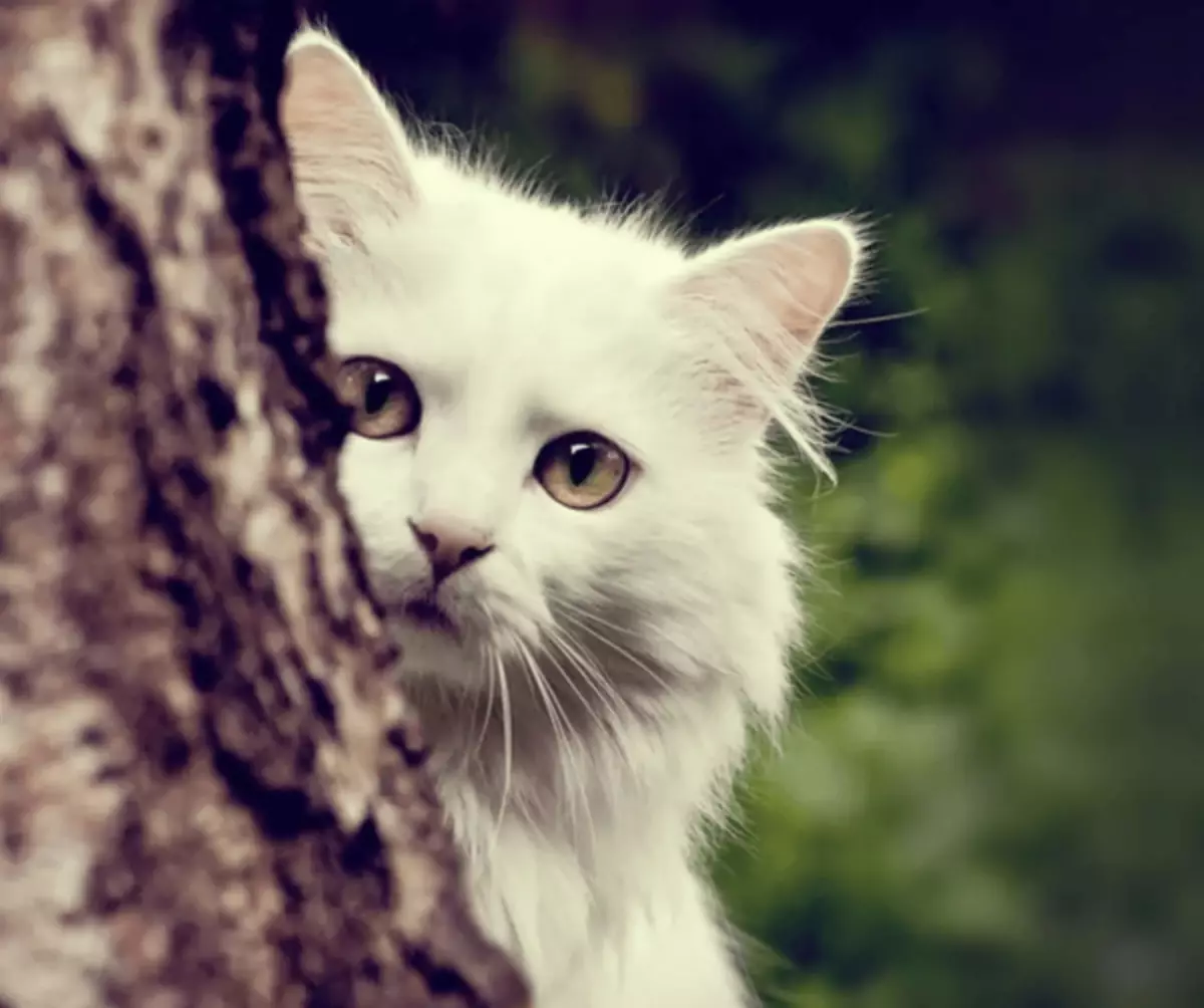 Mačka sa skrýva za stromom