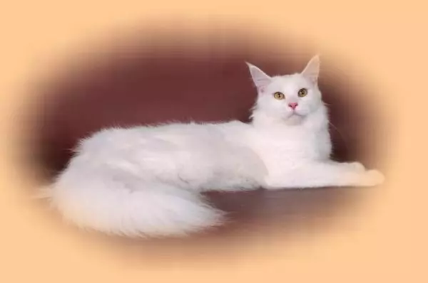 Белая пухнатая котка