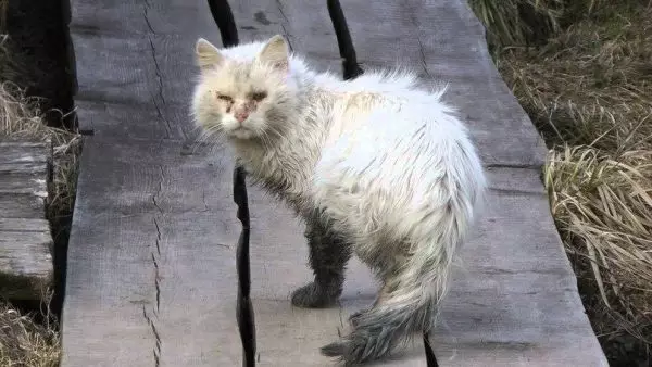 ბინძური თეთრი კატა