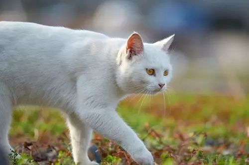 Hvit katt går