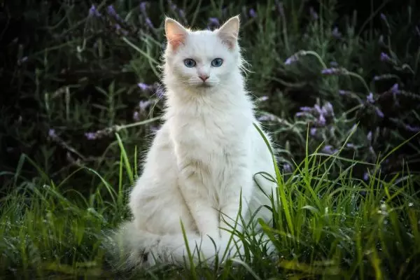 Biela mačka sedí