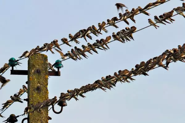 Fåglar på ledningar