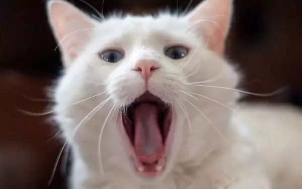 Λευκή γάτα ουρλιάζοντας