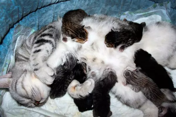 Pişik və yeddi yeni doğulmuş kittens