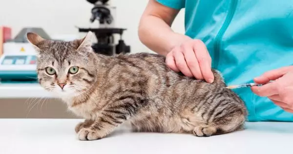 Vacinación do gato