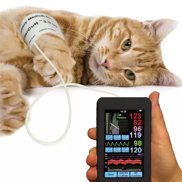 Mjerenje tlaka mačaka