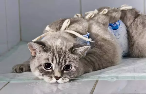 Cat in a postoperative bandage