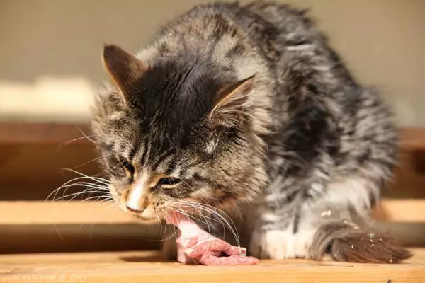 Katt äter fisk