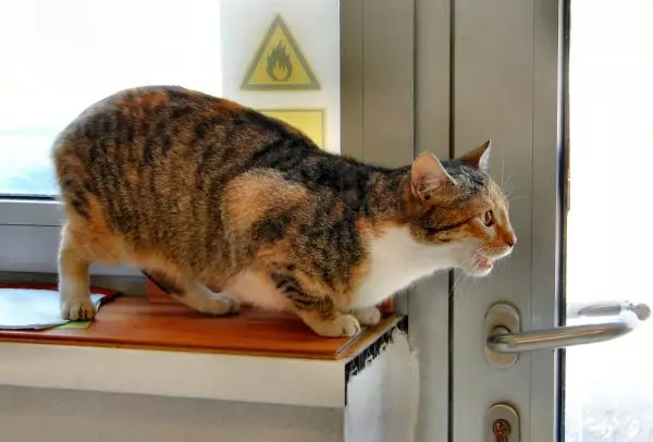 Kat sit op die vensterbank en treffers