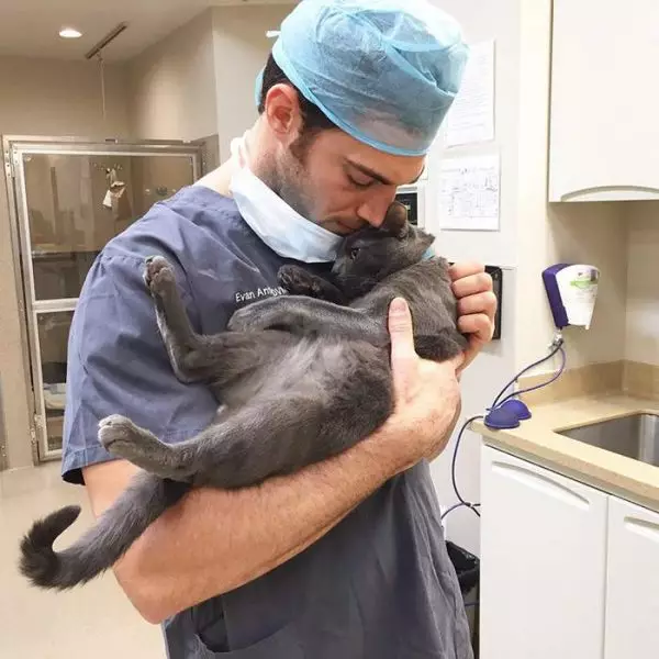 Katt på veterinærens hender