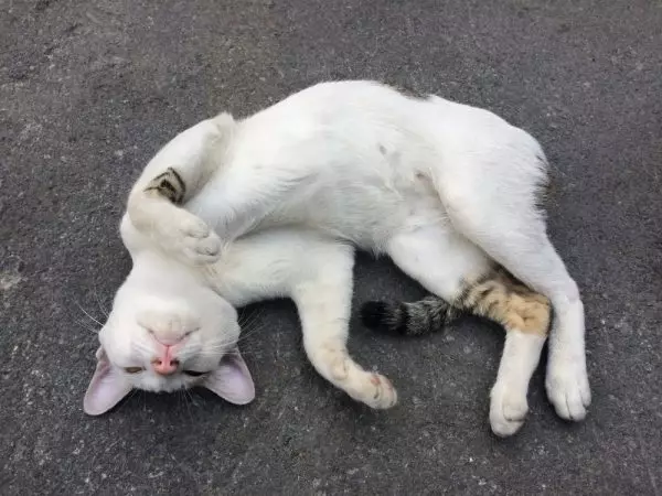 Mlada mačka leži na leđima