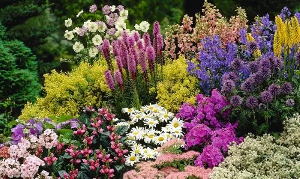 Flowerbed daga perennials