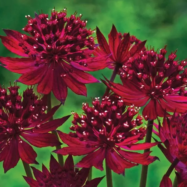 Astrantie