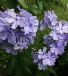 Phlox yakatsvaga