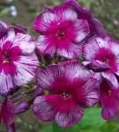 Phlox နဂါး