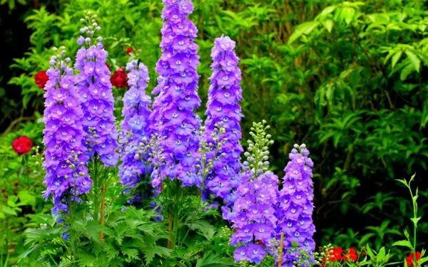 delphinium