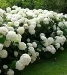 Hortensia.