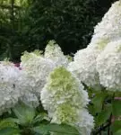 Hydrangea misbulataya.