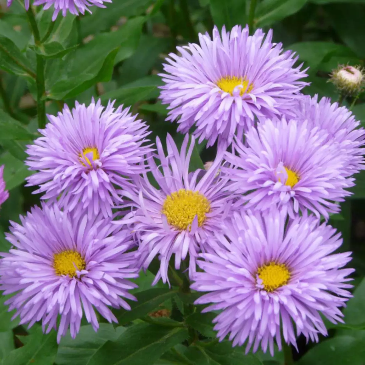 Erigeron.