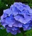 Blauwe grote hydrangea