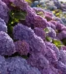 Hydrangea crann lilac