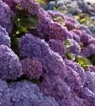 Lilac သစ်ပင် hydrangea