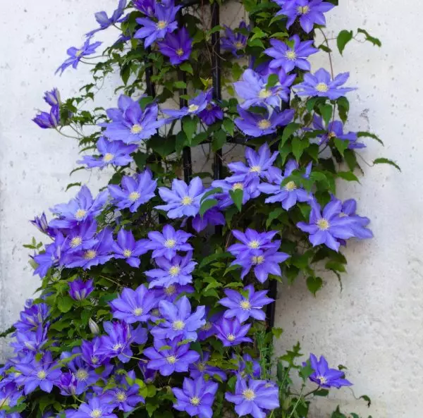 Clematis.