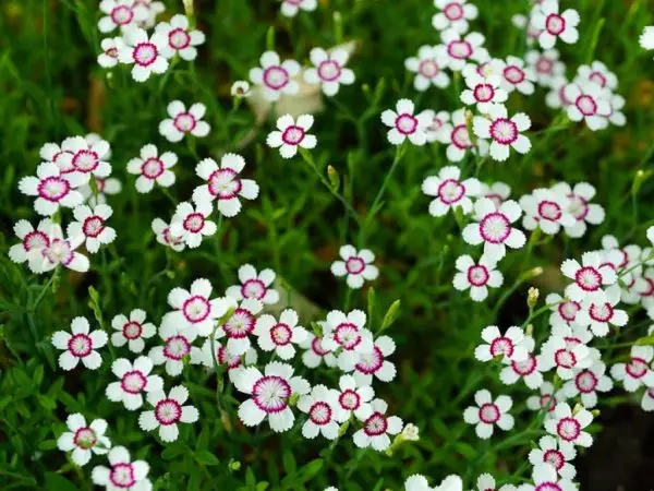 Carnation Herlyca.