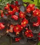 Begonia Eurvectioning variëteit Eureka