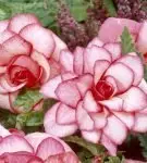 Begonia Variety Bud de Rose