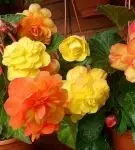 Begonia rebbiegħa bl-isbaħ ballerina