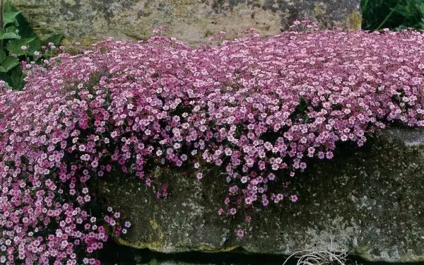 gypsophila忍び寄る