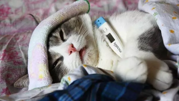 이마에 온도계와 수건이있는 고양이