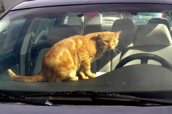 ایک بند گاڑی میں بلی
