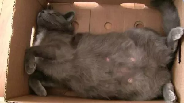 Mačka v krabici