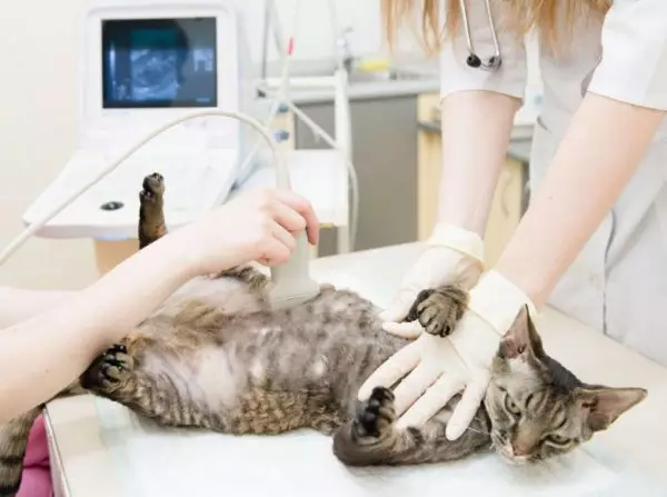 Cat manao ultrasound