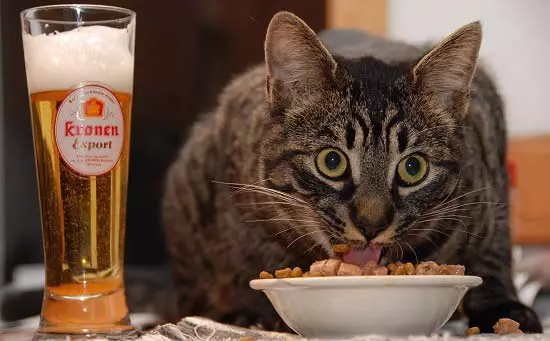 Mačka s pivom.
