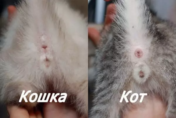 Location Genitals in kittens of different floors