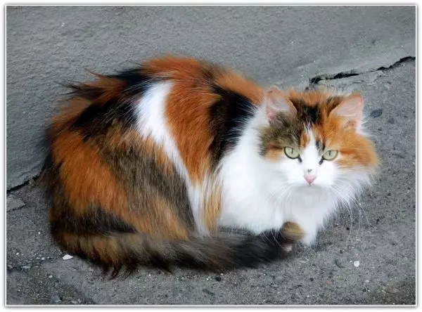 Die Tricolor Siberiese kat sit op die asfalt