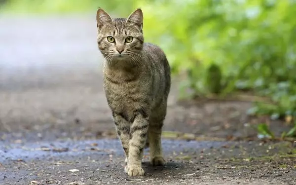 Kucing berdiri di landasan