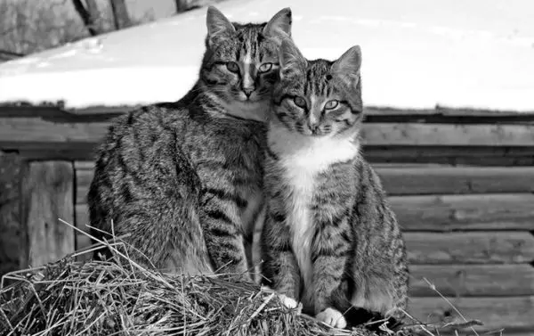 Kucing dan kucing duduk di atas jerami