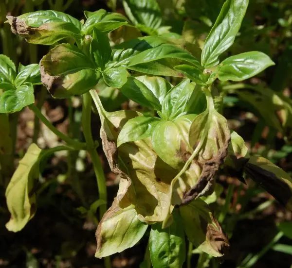 Bazilika Fusariosis