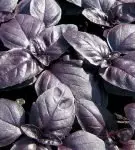 Zaranda púrpura de albahaca