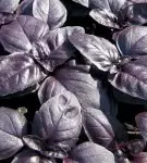 Basil purple zarya