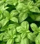 I-Basil Green Ikha