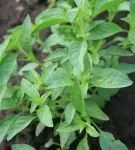 Aromë limoni Basil